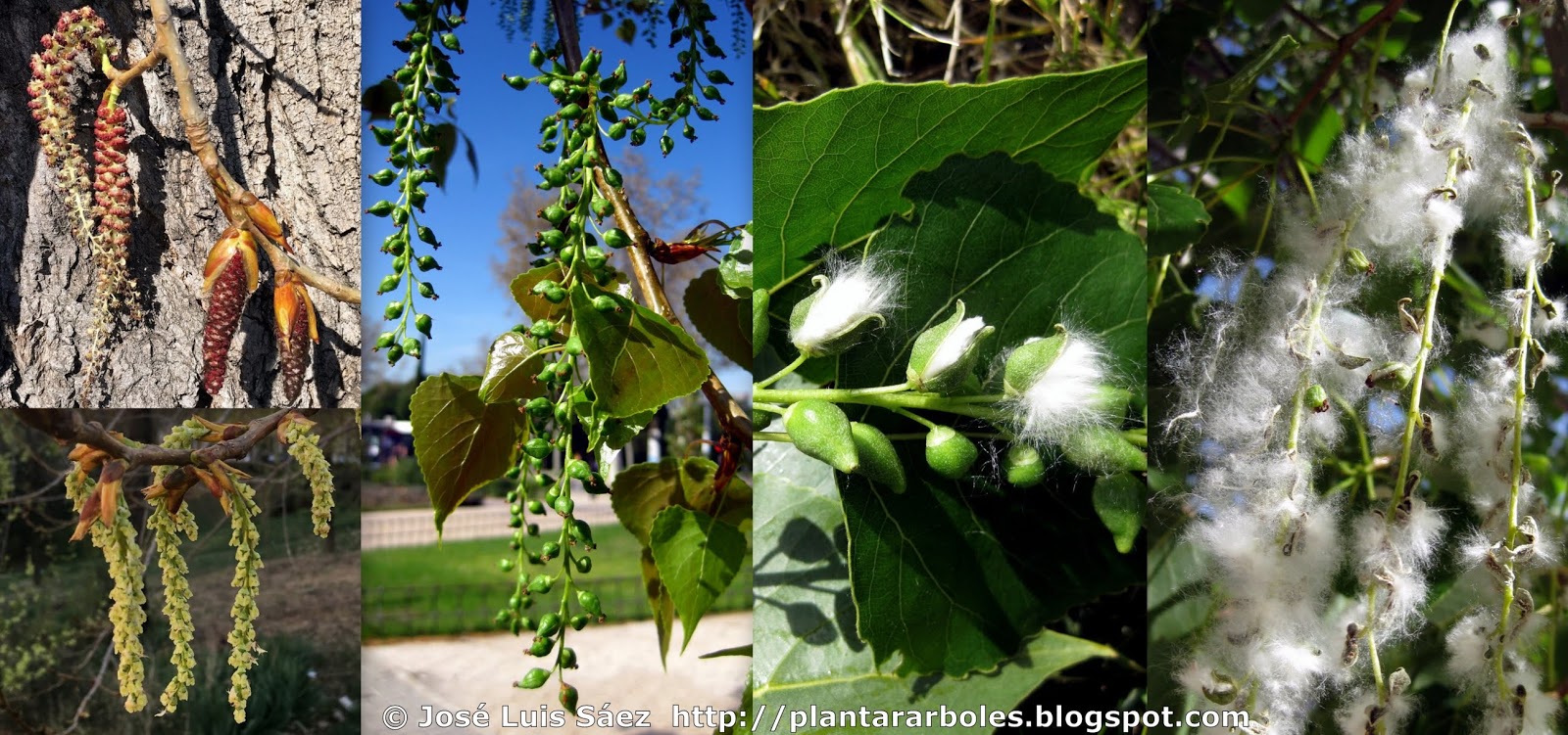 PLANTAR ÁRBOLES y arbustos: Árboles Autóctonos de España