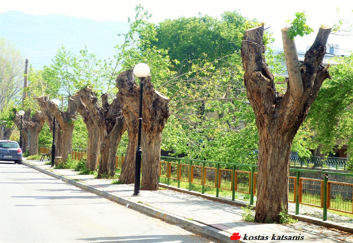 ☮ ΒΟΛΟΣ ΠΗΛΙΟ ΜΑΓΝΗΣΙΑ : Η ΚΑΤΑΣΤΡΟΦΗ ΤΩΝ ΔΕΝΤΡΩΝ ΤΟΥ ΚΡΑΥΣΙΔΩΝΑ