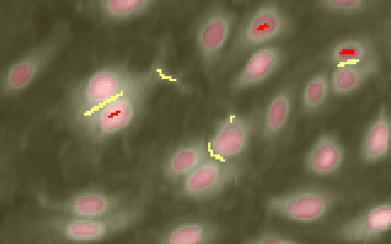 Sciency Stuff: Notes on Biological Image Analysis