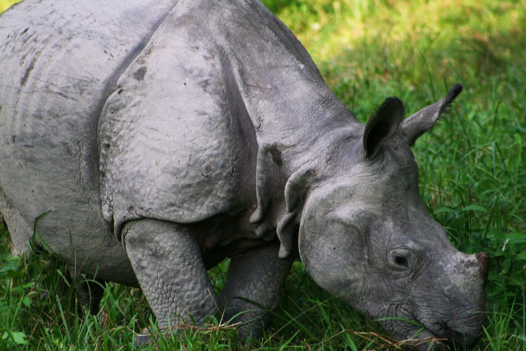 Dangerous of Wild Animals: World's top Latest wild Animal Attack News ...