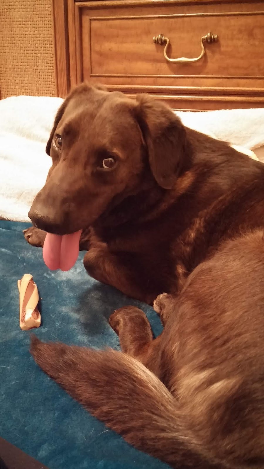 The Justin Animal Alliance