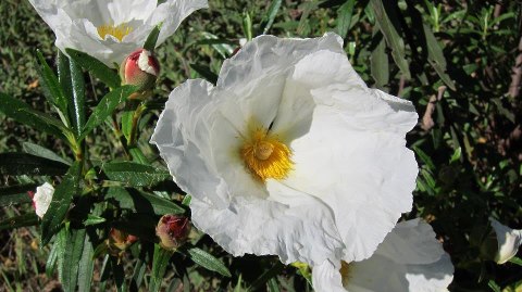 ALENTEJO-TERRA E GENTE: FLORA ALENTEJANA FLOR DE ESTEVA