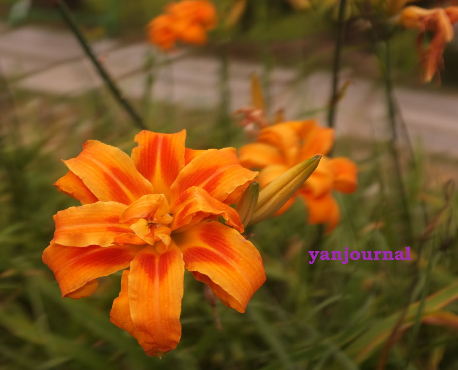 Yan's Family, Frens, Travel, And Food Journal: Indahnya bunga - bunga ...