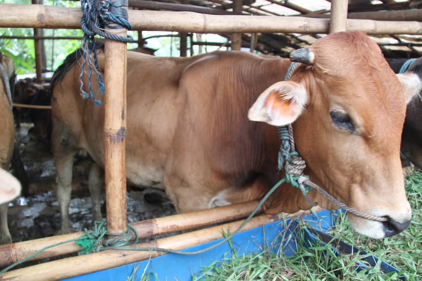 Kelompok Tani Ternak "SatoAji": FOTO TERNAK