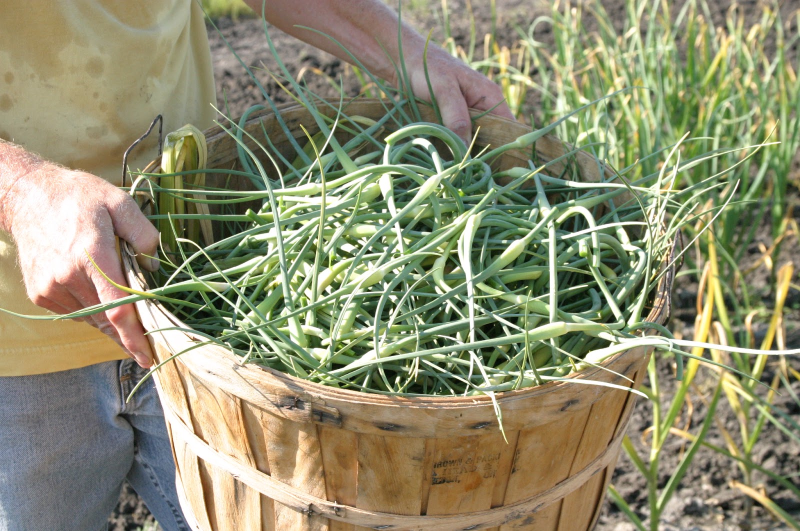 All Our Fingers in the Pie: Foraged and Local Food in Recipes