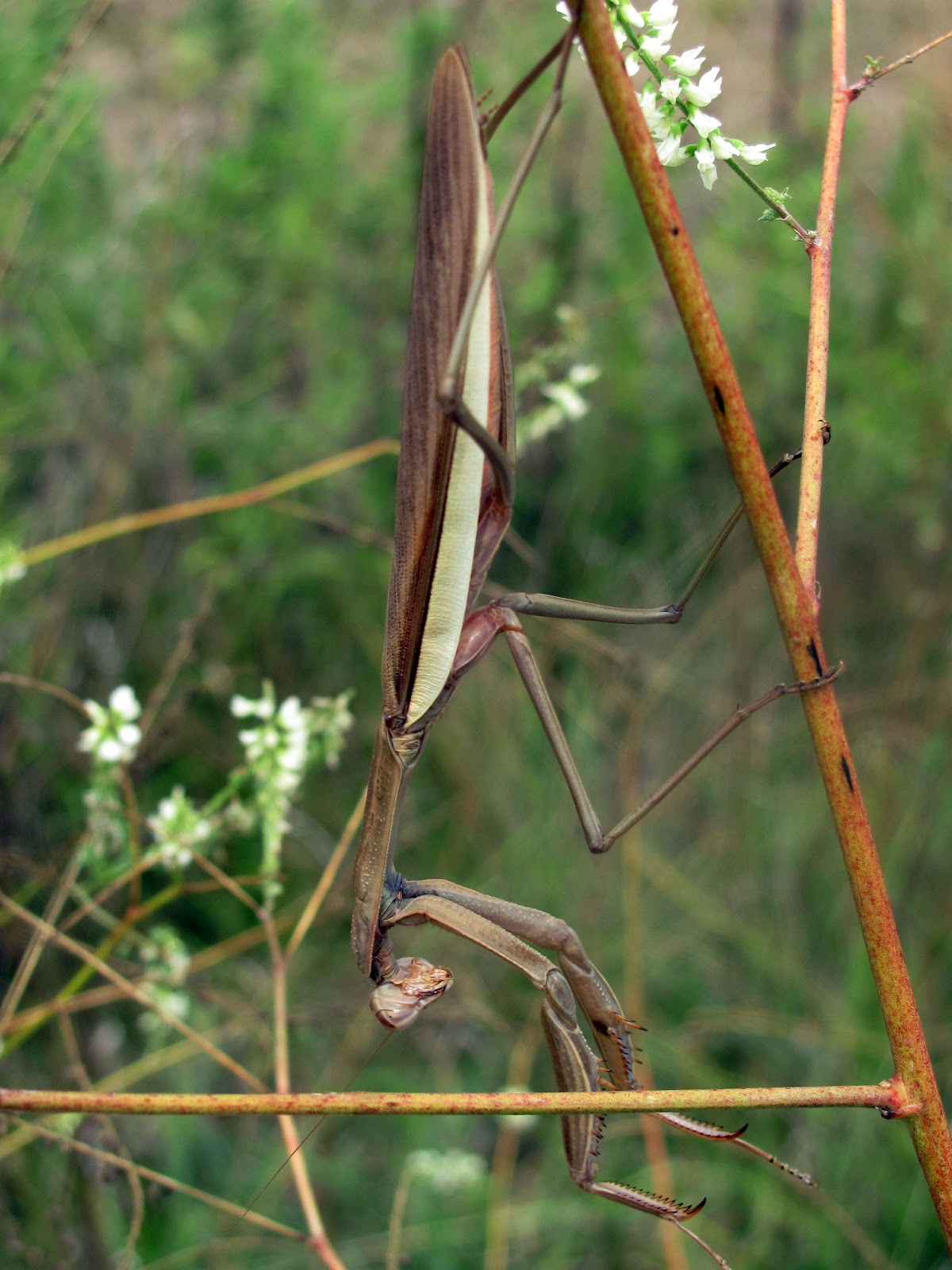 curving back: twig-leaf (praying mantis)
