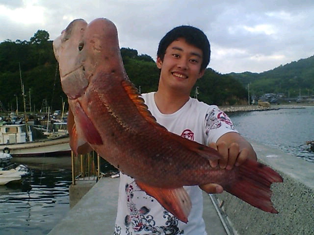 Big Fishes of the World: ASIAN SHEEPSHEAD WRASSE (Semicossyphus ...
