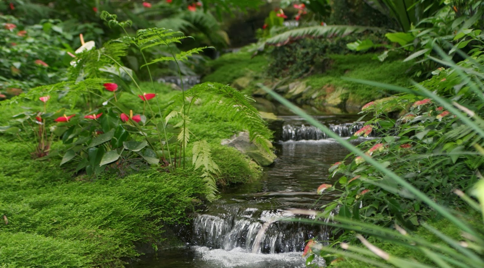 Beekje en mooie bloemen | HD Wallpapers