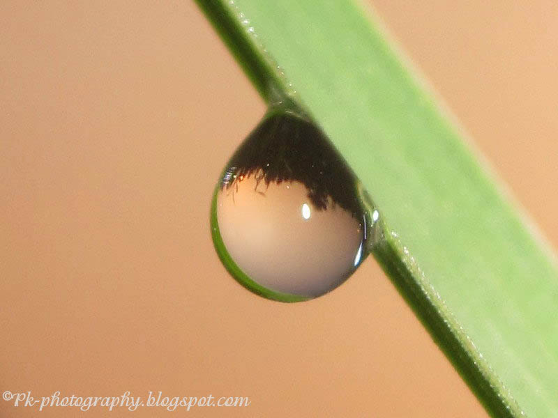 Dew Drops | Nature, Cultural, and Travel Photography Blog