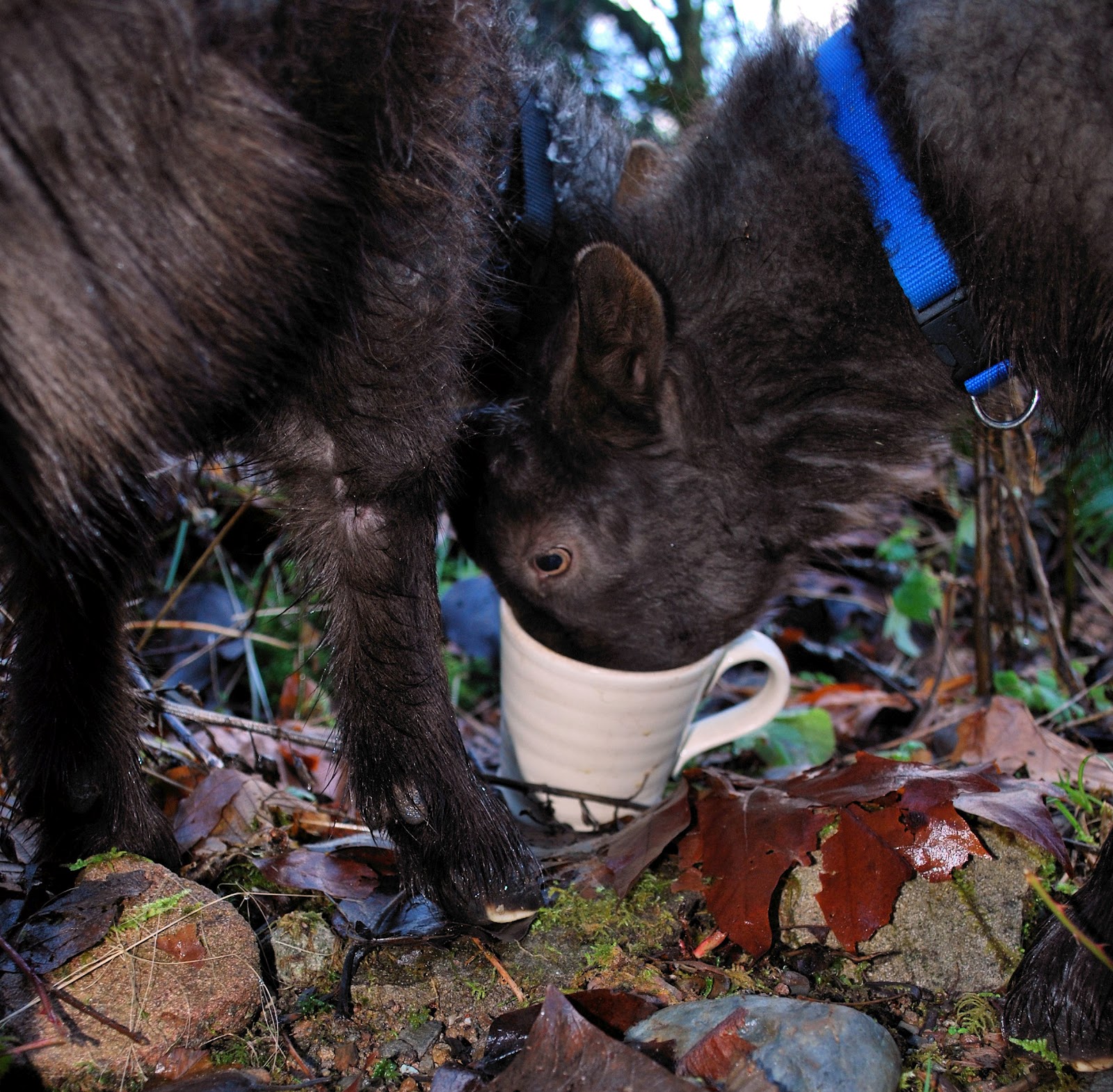 Twisted Fern Farm: What My Goats Eat