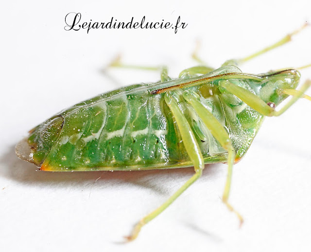 Cyphosthetus tristriatus, jolie punaise décorée en rose!