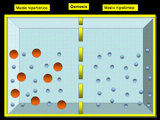 VIRTUELNA HEMIJA: OSMOZA