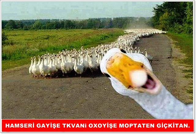 ARHAVİ ARKABİ HACİŞİ: Lazca