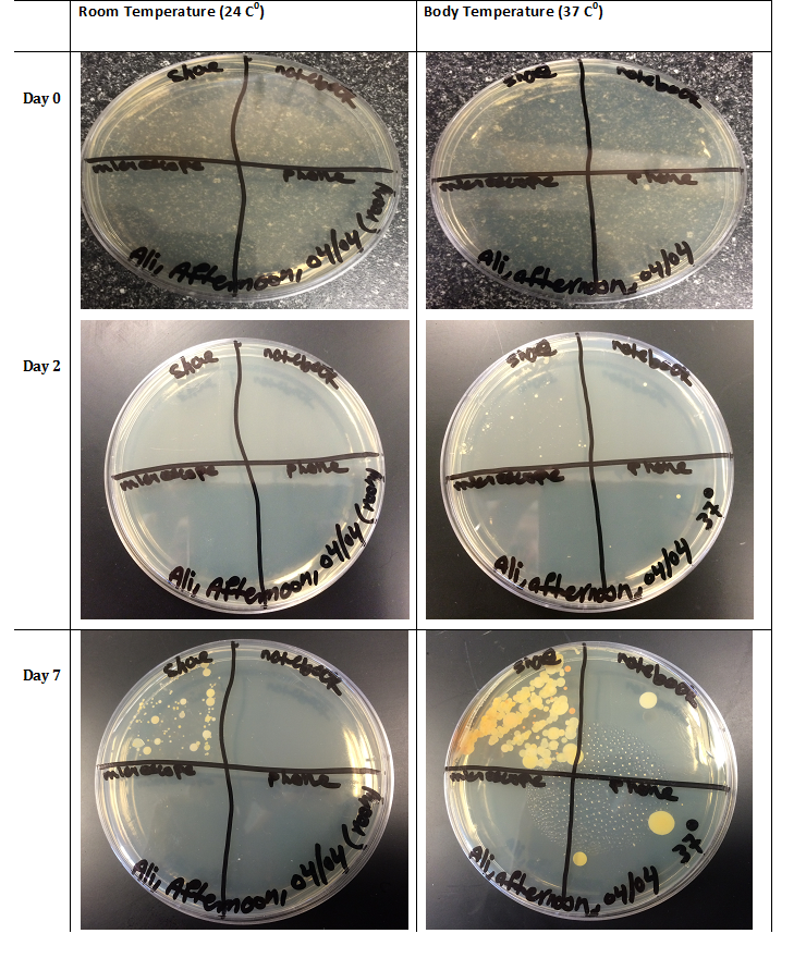 BIOL213 | PLANTS TWO: Mystery TSA Dish Bacteria Post by Ali