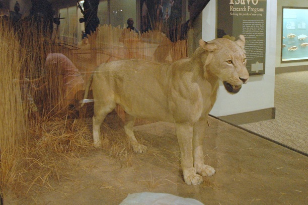 OTIS (Odd Things I've Seen): Serial Killer Lions