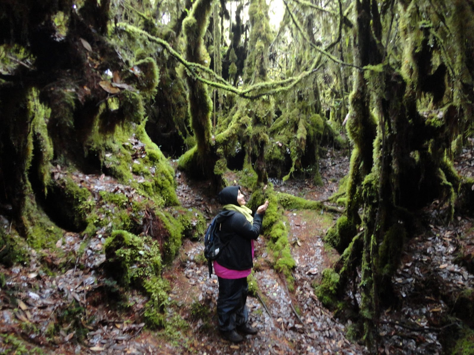 KEMBARA ALAM AADK: Pendakian Gunung Irau, Cameron Highlands, Pahang
