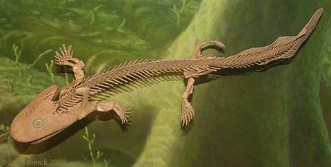 Mundo Pré-Histórico: Acantostega - mais um passo em direção a terra