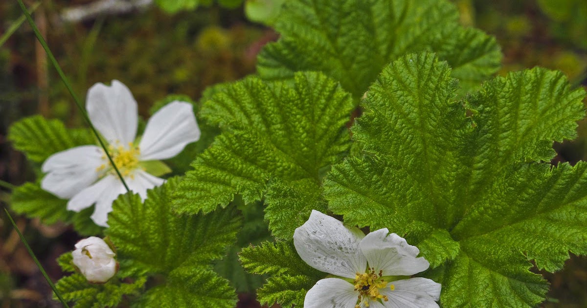 Eko-Kuvia: Kyllä kukkii...