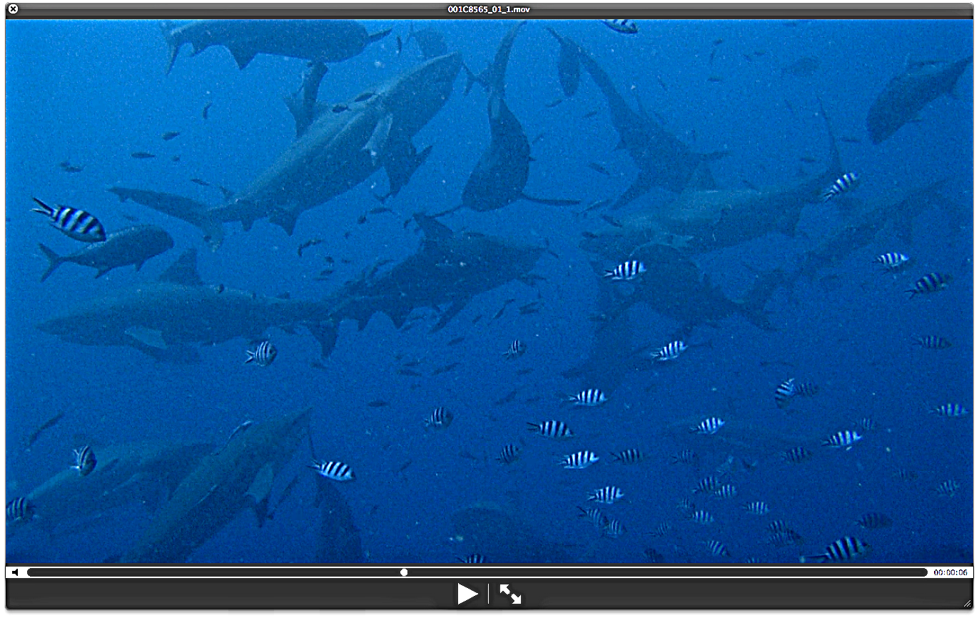 The Best Shark Dive In The World Oh Yes They Are Running