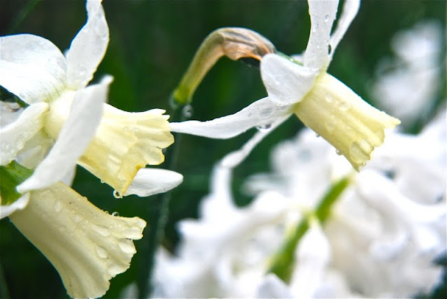 Wife, Mother, Gardener: Drippy Daffodils