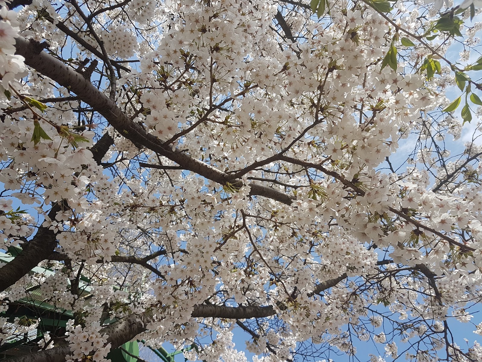 Travelog Masni: KOREA ; BERCUTI PADA MUSIM BUNGA CHERRY BLOSSOM BERKEMBANG