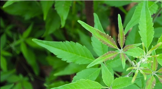 Lagundi Leaves: Natural Remedy for Cough and Asthma