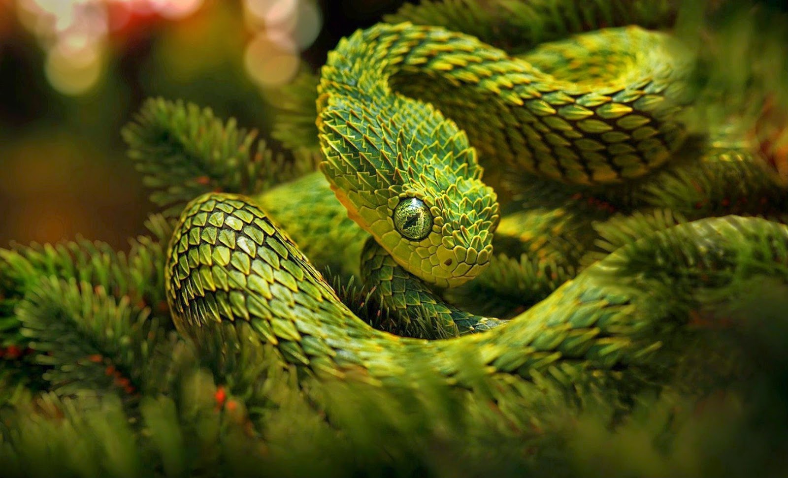 Animales: La Víbora Arbusto