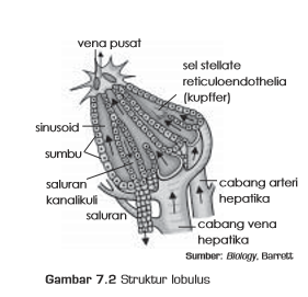 Hati - Our Akuntansi