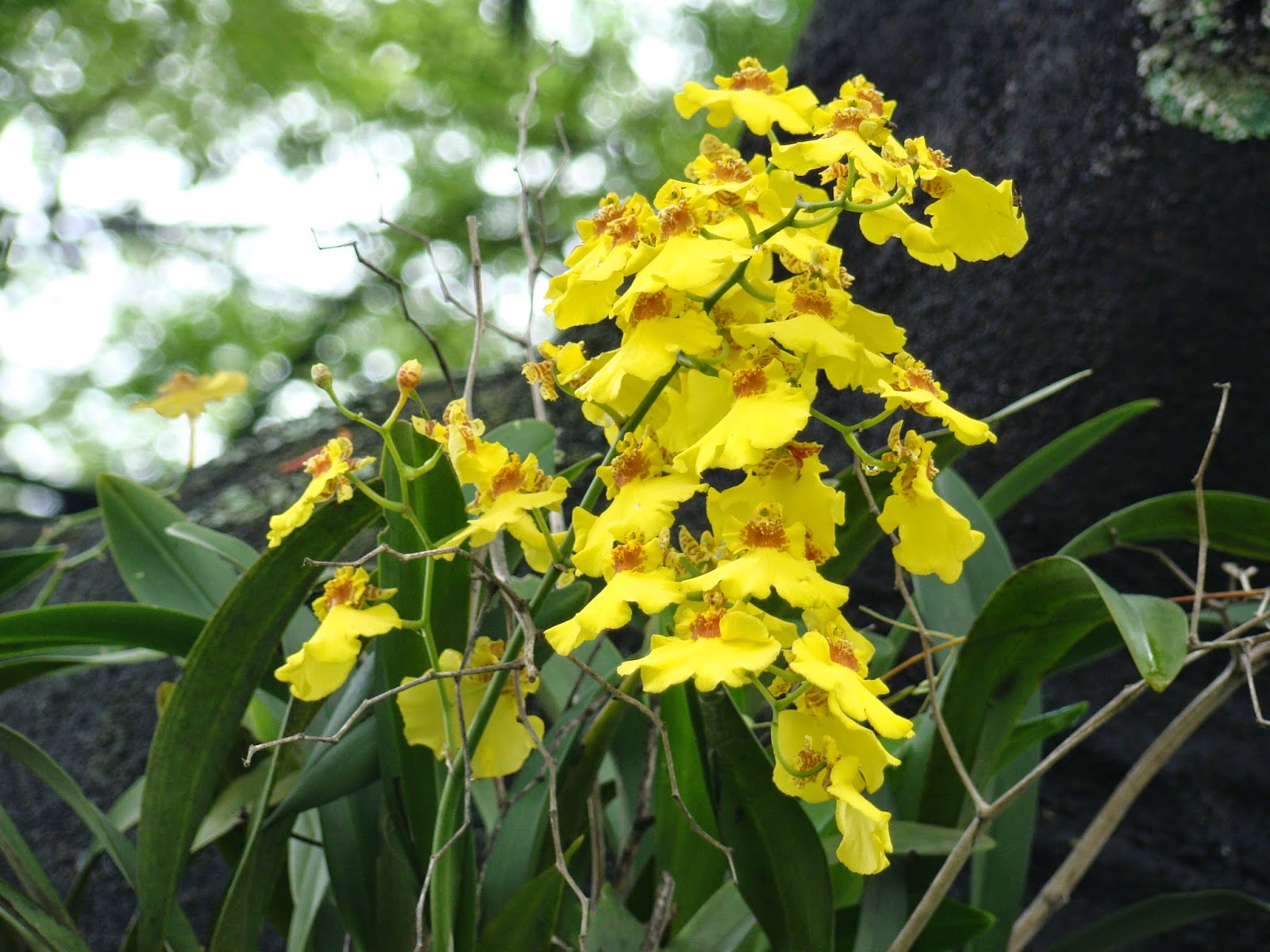 Uma flor por dia: Chuva-de-ouro, oncídio