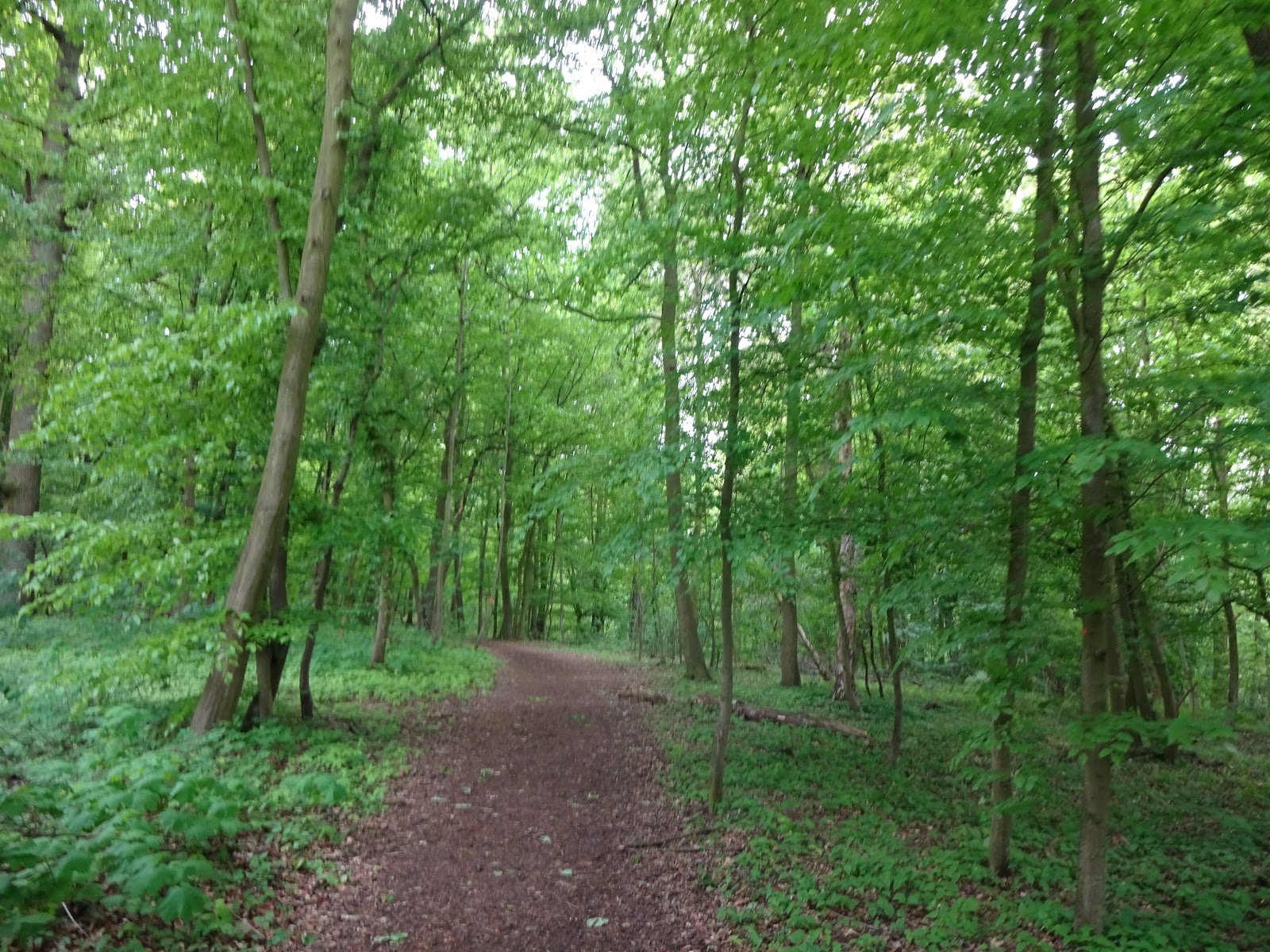 Au fil de mes marches: En forêt de Soignies