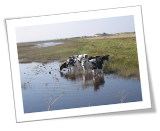 The Monitoring Well: Wetlands in Agriculture - Swampbuster