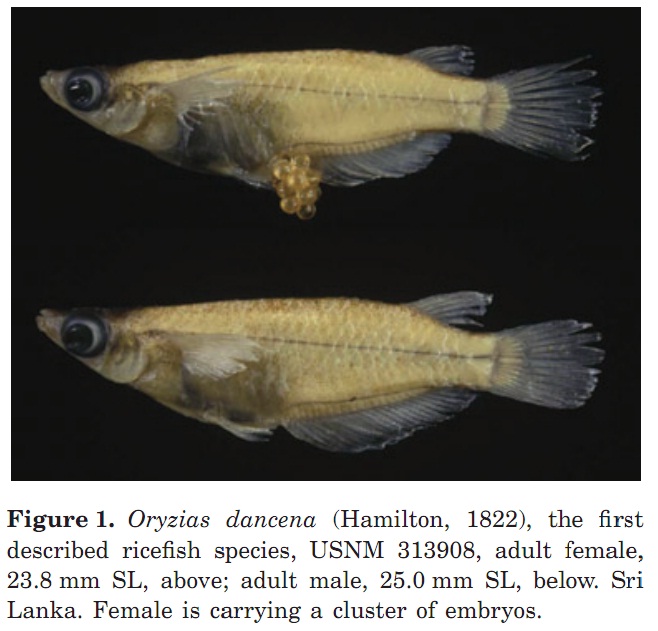 Species New to Science: [Ichthyology • 2008] Oryzias bonneorum • A ...