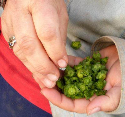 Corgi Country: Quick Catchup… By Dott