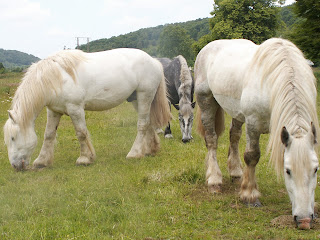 lea animaux de mon coeur: Encore des animaux d'EANA