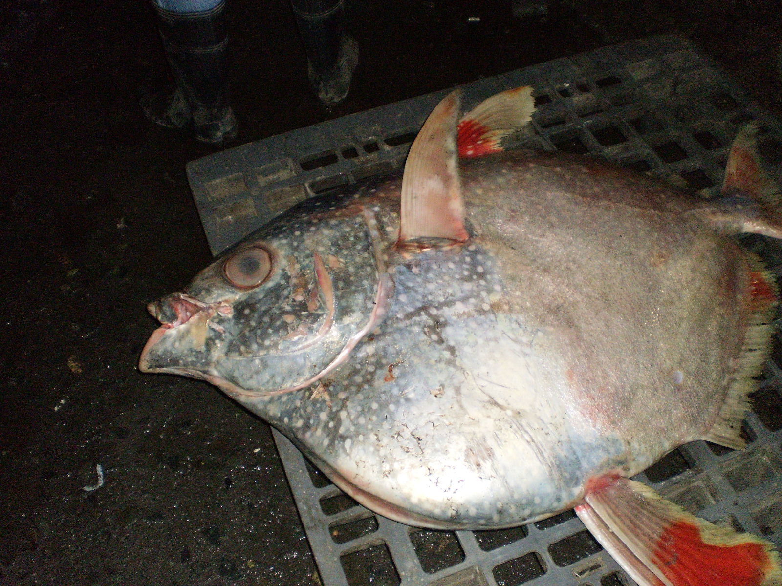 Philippines Fish Port: DIANA Fish