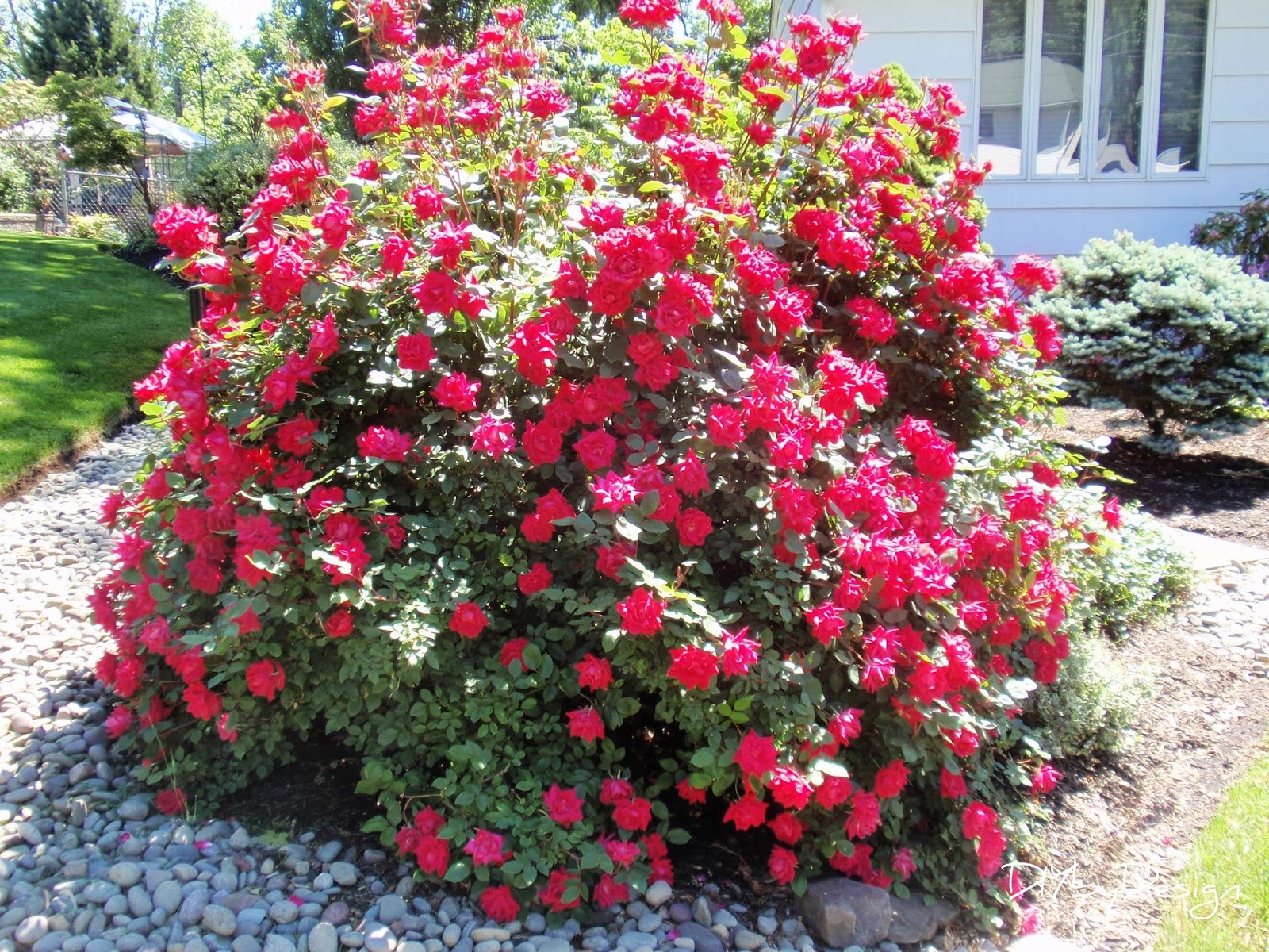 DIY by Design: Tips and Tricks to Growing Roses