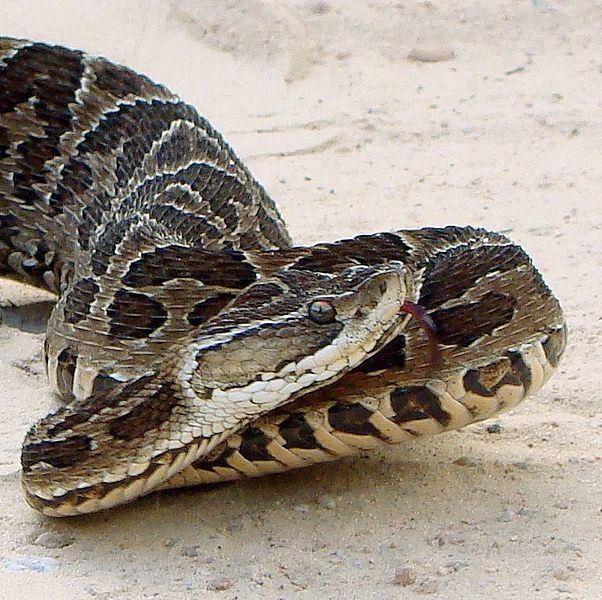 Reptossaurus: URUTU ou CRUZEIRA