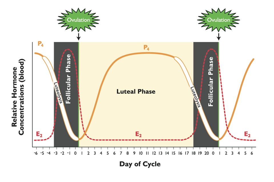 Merrily's Animal Science Journal: Female Reproduction