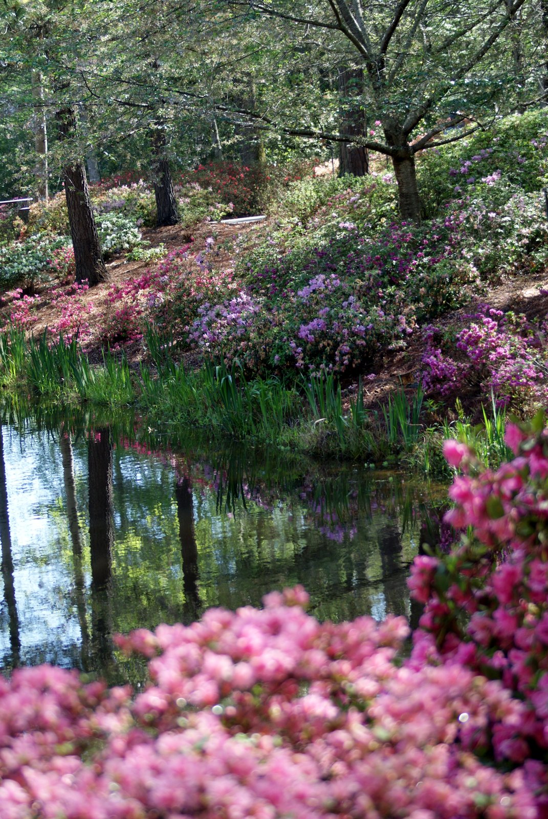 A Little Loveliness: A Stroll Through Callaway Gardens