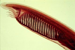 Cordados: Clasificación de los Cordados
