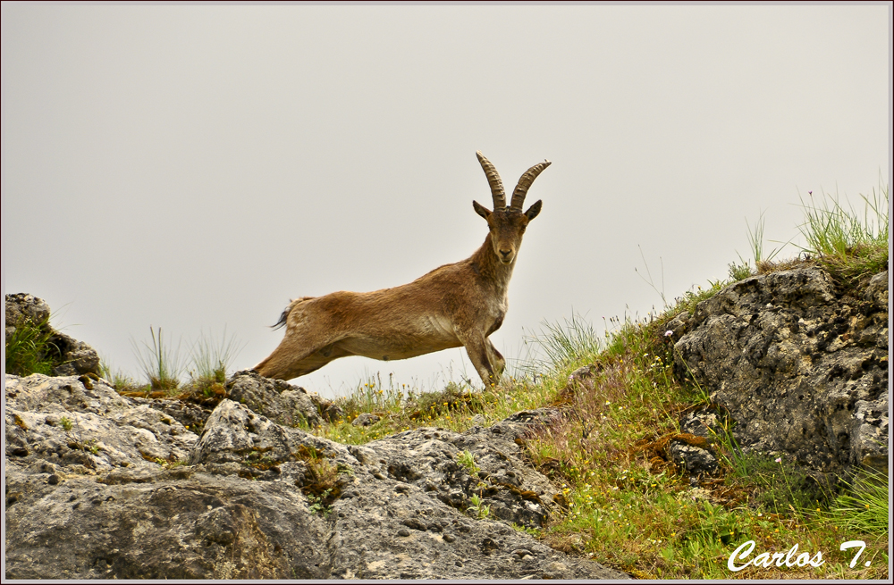 SERRANIA DE RONDA, naturaleza: cabra hispánica