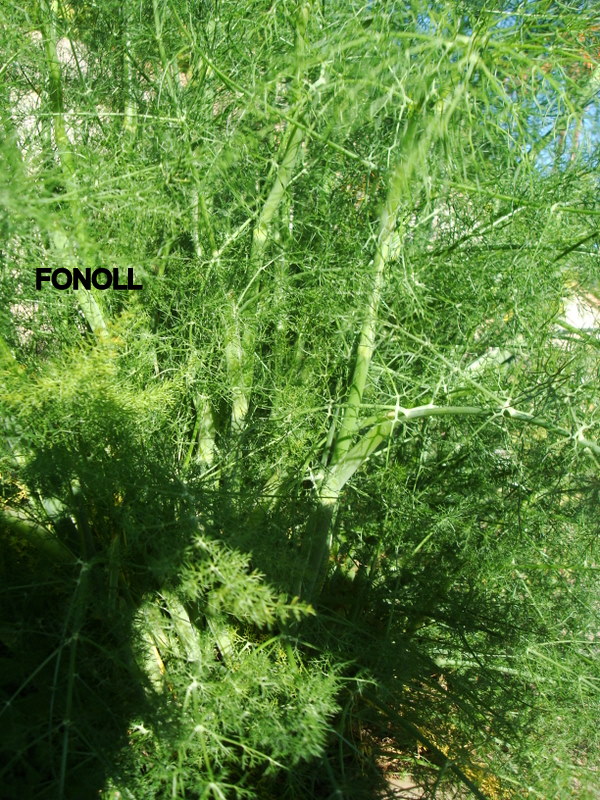 PLANTES REMEIERES DE VILANOVA D'ESCORNALBOU: FONOLL