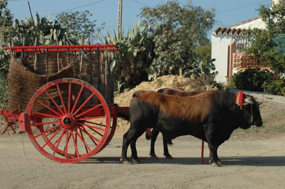 El Rocio y sus sones: yuntas