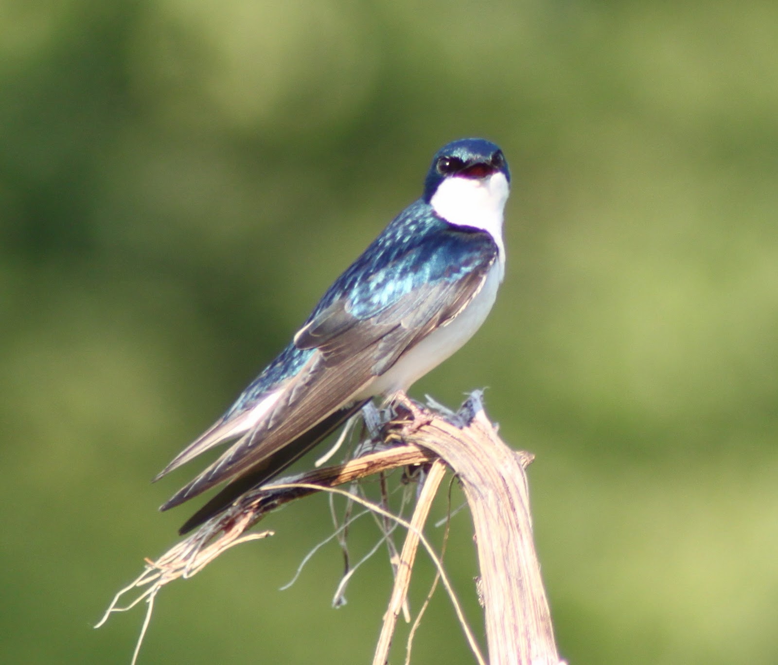 Gardening for Wildlife