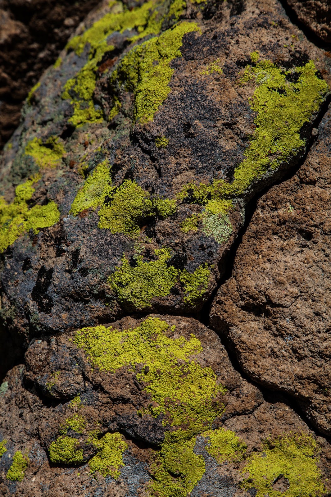 Walking Arizona: Desert Lichen