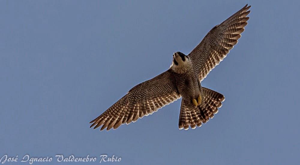 DocNatureBlog: El "dios de los cielos". Halcón peregrino (Falco ...