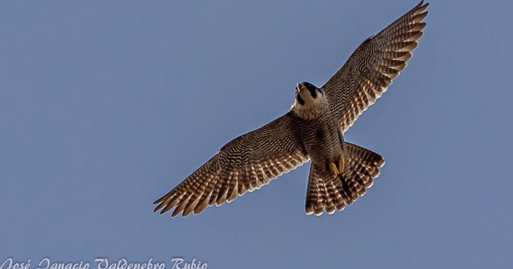 DocNatureBlog: El "dios de los cielos". Halcón peregrino (Falco ...
