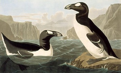 The extinct great auk | Facts About All
