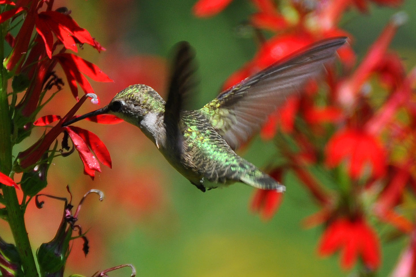 Vestal Grove: MADE FOR EACH OTHER: bird and flower