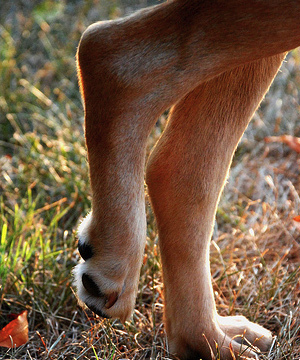Clínica Veterinaria Garfiel: Causas de la cojera en perros